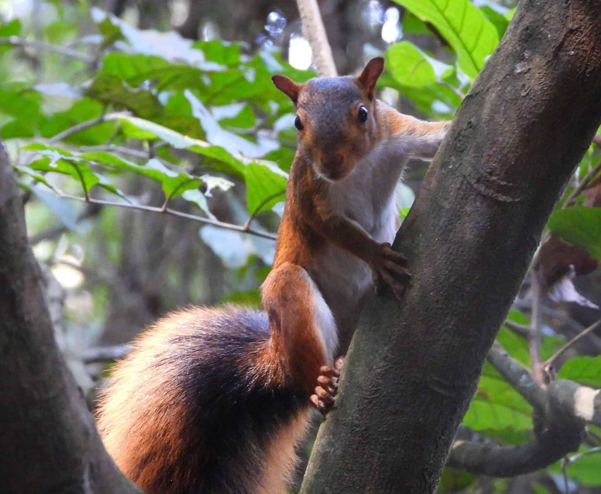 The Largest Squirrels in the World - A-Z Animals