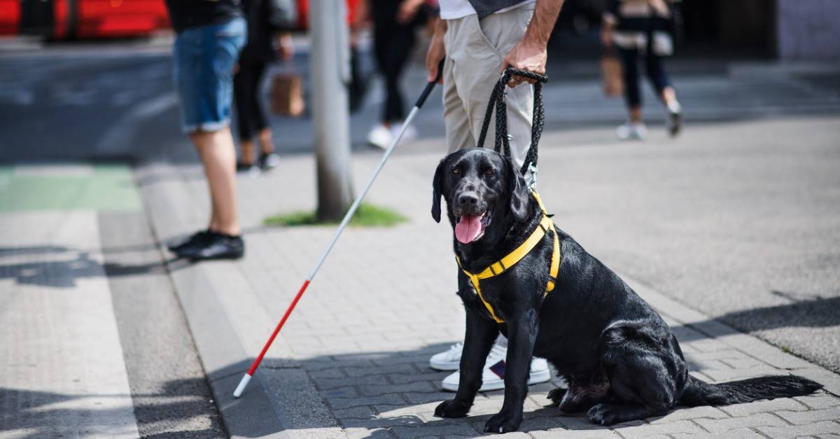 9 Types of Service Dogs - A-Z Animals