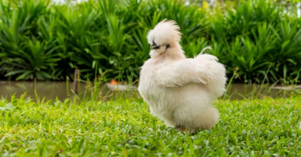 Discover 7 Awesome Fluffy Chicken Breeds - A-Z Animals