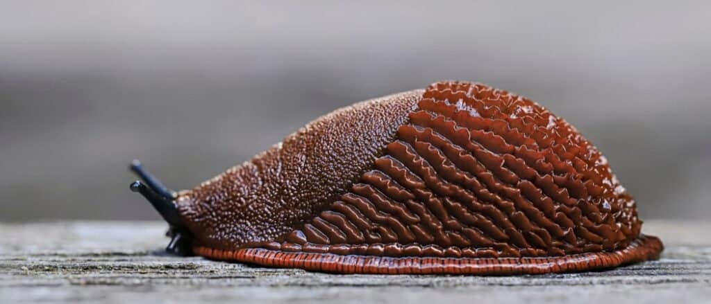 Blue Blood and 27,000 Teeth: 10 Fascinating Facts About Slugs - A-Z Animals