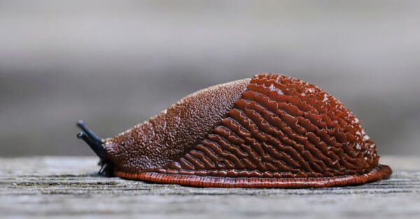 Discover Why Salt Kills Slugs So Quickly - A-Z Animals