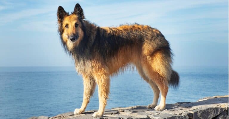Belgian Tervuren Dog Breed Complete Guide - A-Z Animals