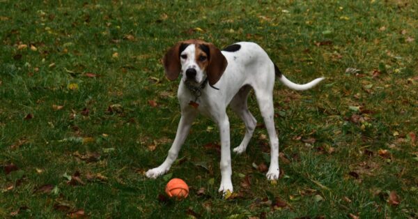 Treeing Walker Coonhound Dog Breed Complete Guide - A-Z Animals