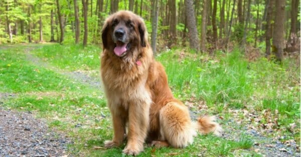 Leonberger Animal Facts - Canis lupus familiaris - A-Z Animals
