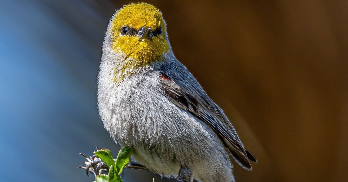 Discover 19 Incredible Birds That Start With V - A-Z Animals