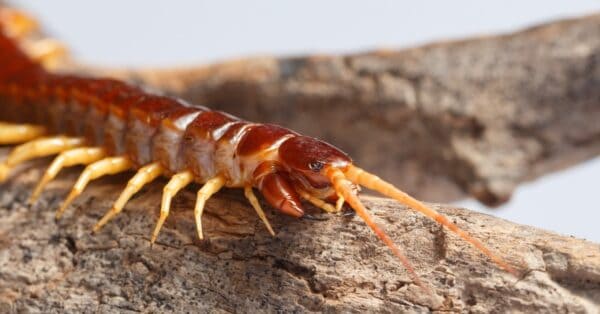 Millipede vs. Centipede: The 7 Key Differences Explained - A-Z Animals