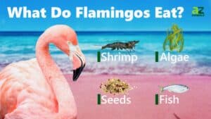 Flamingo Bird Facts - A-Z Animals