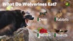 Wolverine Animal Facts - Gulo gulo - A-Z Animals