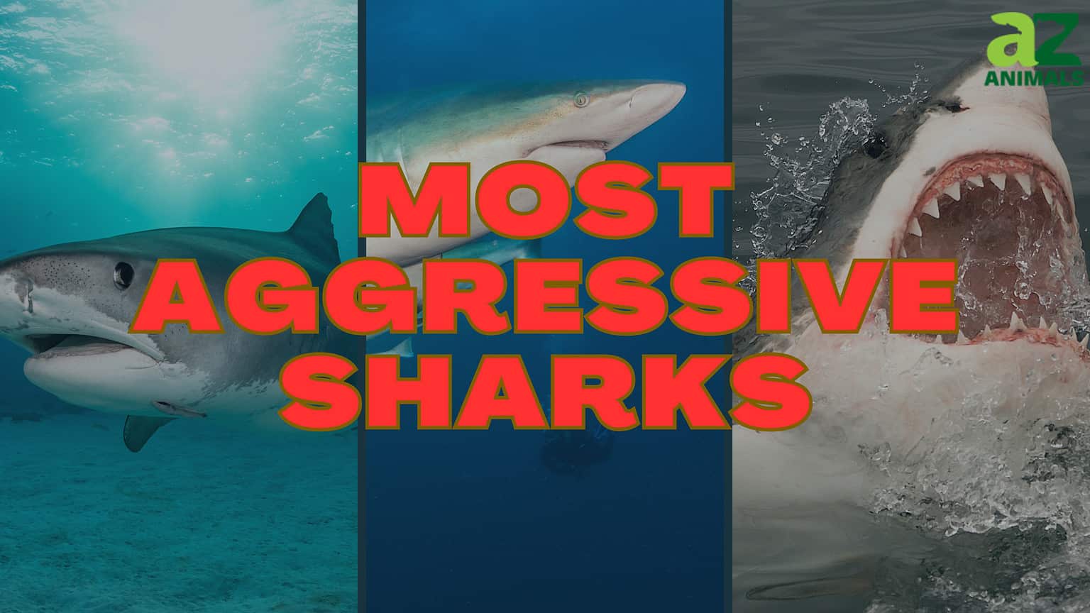 The 7 Most Aggressive Sharks in the Ocean - A-Z Animals