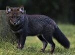 What Colors Can Foxes Be? (With Pictures!) - AZ Animals