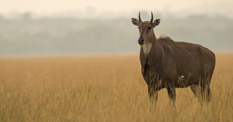 Impala vs Antelope: What are the Main Differences? - A-Z Animals