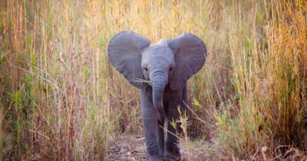 Do Elephants Have Teeth? Their Dentition and Tusks Explained - A-Z Animals