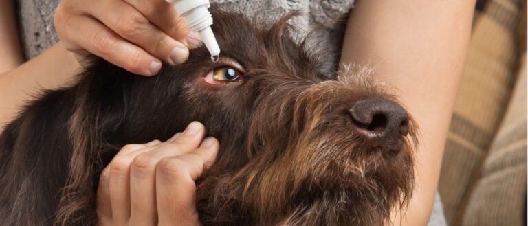 22 Common Dachshund Health Problems and Concerns - A-Z Animals