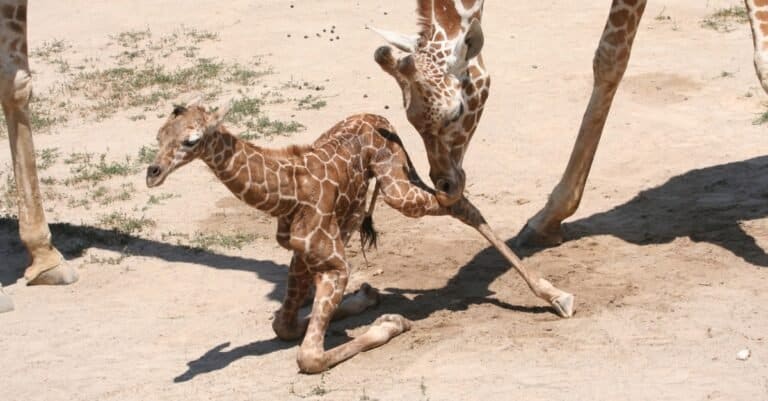 Baby Giraffe: 9 Facts and 9 Pictures - A-Z Animals