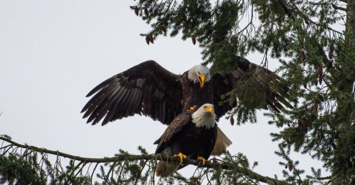 The 18 Best Places and Times to See Bald Eagles in Maine - A-Z Animals