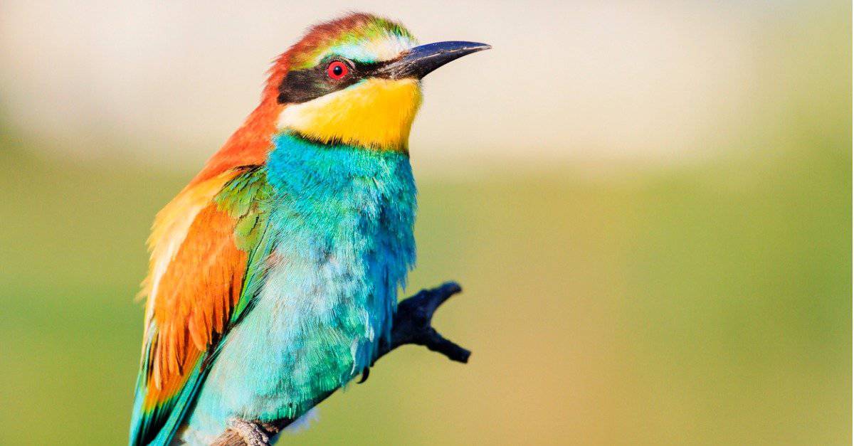 Bird Of Paradise Bird Facts - A-Z Animals