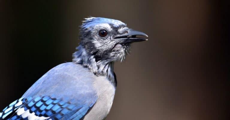 Blue Jays Exposed: 10 Fascinating Insights into Their Lives and Habits ...