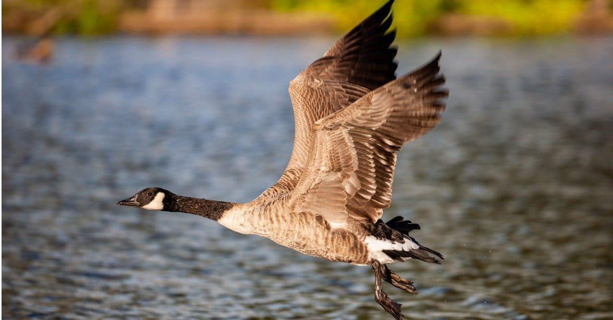 What Do Canada Geese Eat? 20+ Foods They Prefer - A-Z Animals