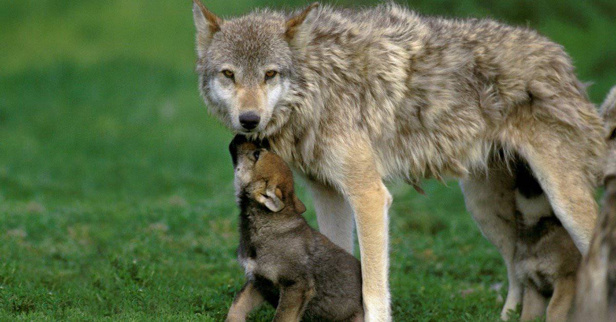 Baby Wolves: 7 Wolf Pup Pictures and 7 Facts - A-Z Animals
