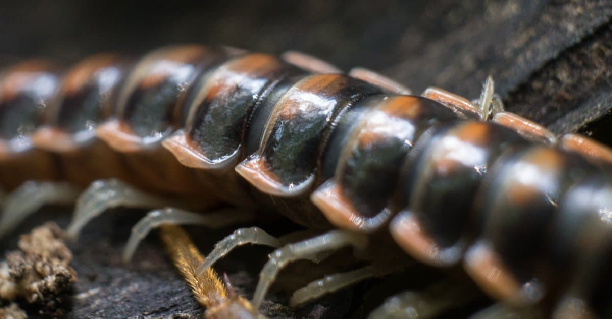 Caterpillar vs Centipede: What Are the Differences? - A-Z Animals