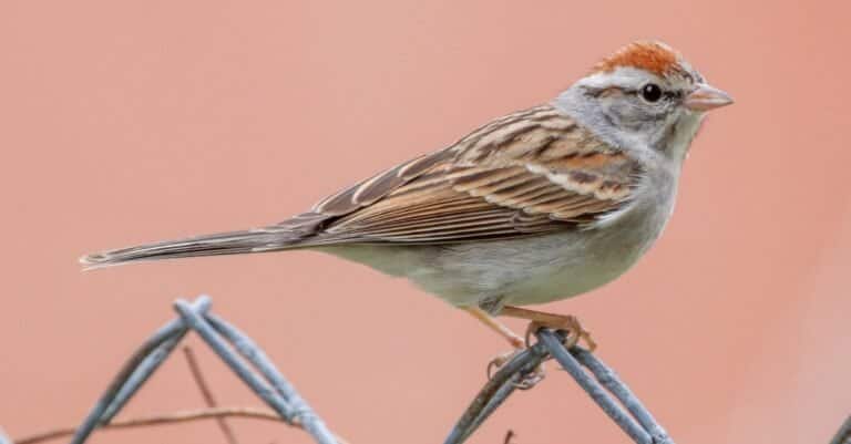 10 of the Most Common Birds in North America - A-Z Animals