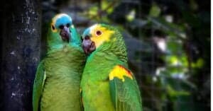 Amazon Parrot Bird Facts - A-Z Animals