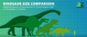 Dinosaur Size Comparison: Prehistoric Giants - A-Z Animals