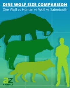 Dire Wolf Size Comparison - A-Z Animals