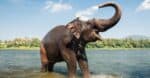 The Multifaceted Role of Elephant Tusks: Tools, Weapons, and Cultural ...