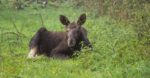 Baby Moose: 8 Facts and 8 Pictures - A-Z Animals