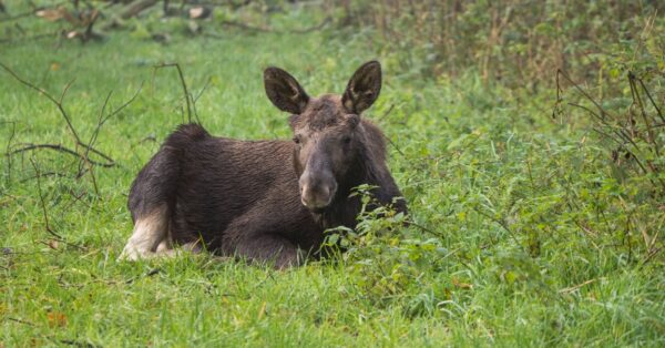 Baby Moose: 8 Facts and 8 Pictures - A-Z Animals