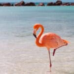25 Facts That Make Flamingos Earth's Coolest Bird - A-Z Animals Slideshows