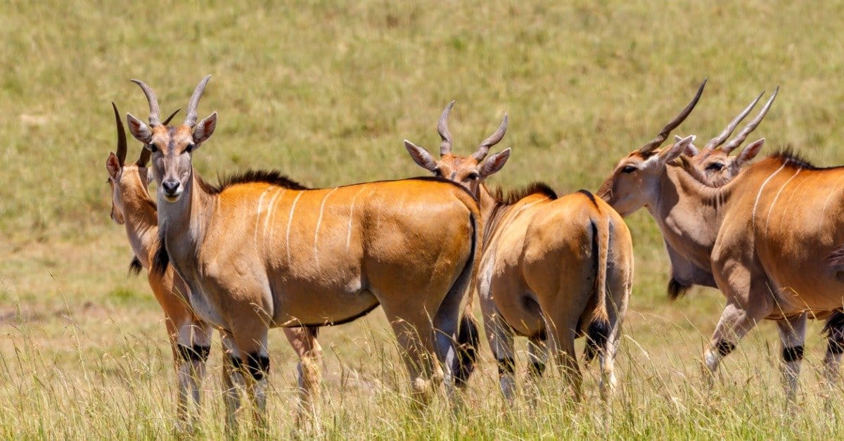 Eland Animal Facts - Taurotragus oryx - A-Z Animals