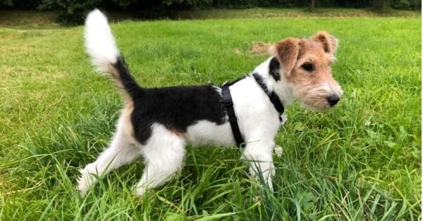 Fox Terrier Animal Facts - Canis lupus familiaris - A-Z Animals