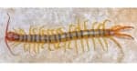 Discover the Fascinating World of Centipedes: 10 Largest Species ...