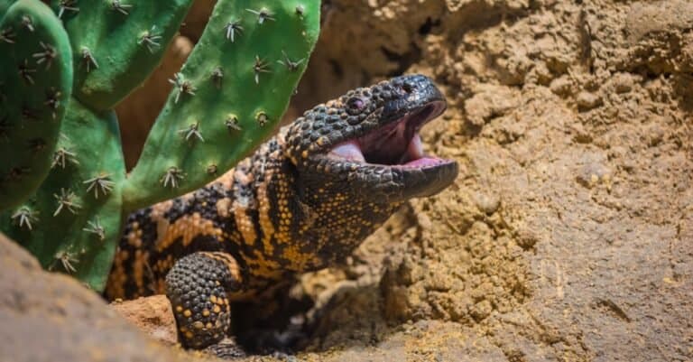 10 Fascinating Facts About Gila Monsters - A-Z Animals