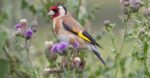 What Do Goldfinches Eat? 17 Foods They Love - A-Z Animals