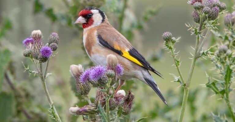 What Do Goldfinches Eat? 17 Foods They Love - A-Z Animals