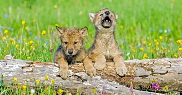 Baby Wolves: 7 Wolf Pup Pictures & 7 Facts - IMP WORLD