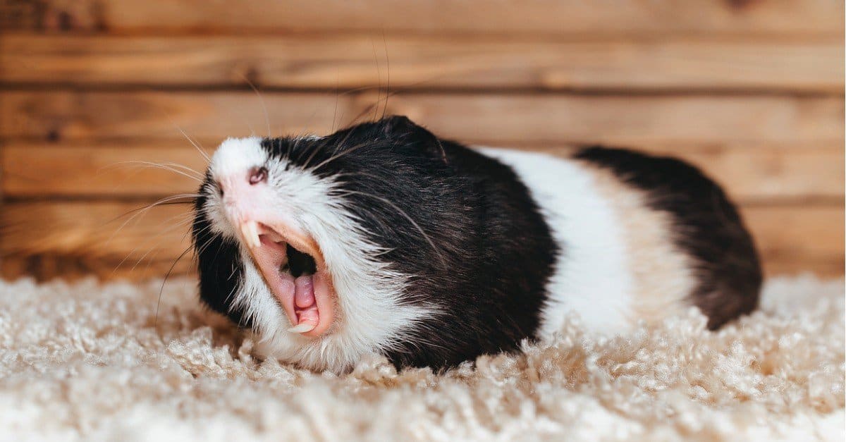 Do Guinea Pigs Sleep with Their Eyes Open? Insights into Their Sleeping ...