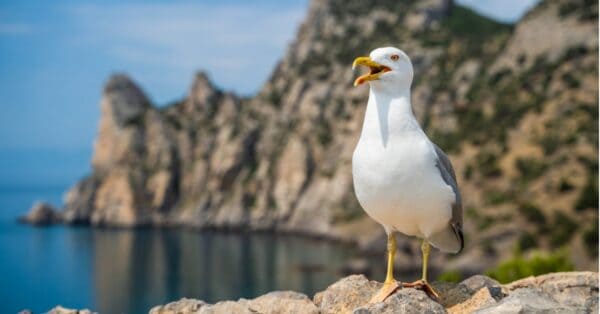 Seagull Animal Facts - Laridae - A-Z Animals
