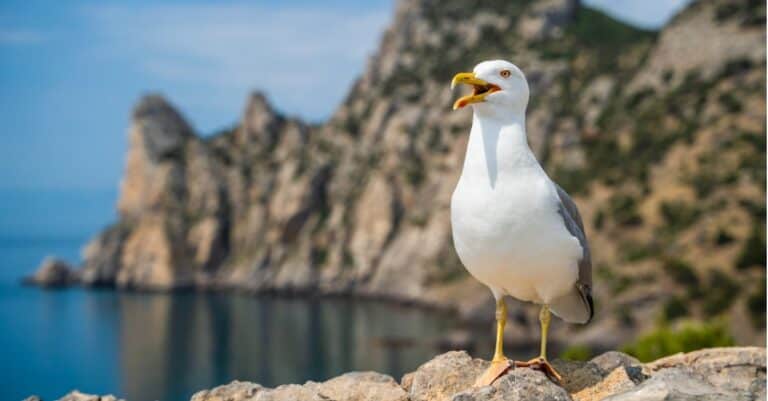 Seagull Lifespan: How Long Do Seagulls Live? - A-Z Animals