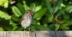 10 Most Common Types of Thrush Birds - A-Z Animals