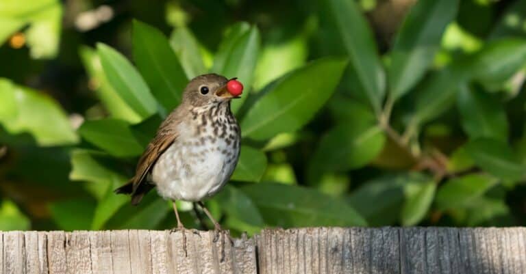 10 Most Common Types of Thrush Birds - A-Z Animals