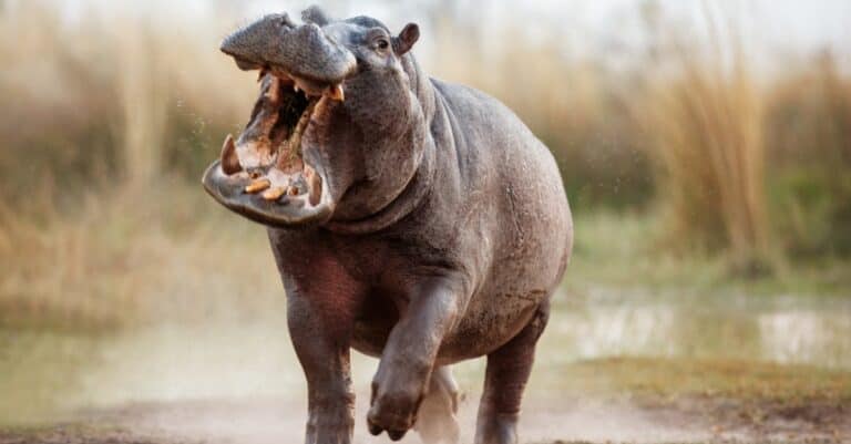 Rhino vs. Hippo: Differences & Who Wins in a Fight Between These ...