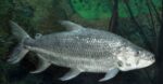 Deadly Fish: The 10 Deadliest Fish In The World - A-Z Animals