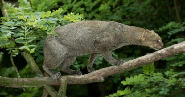 Jaguarundi Cat Animal Facts - Herpailurus yagouaroundi - A-Z Animals