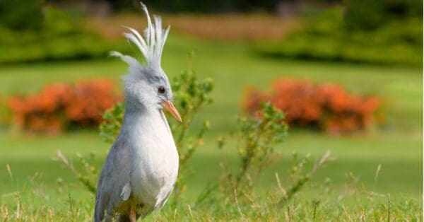 Discover the World's Weirdest Birds: From the Monkey-Eating Philippine ...