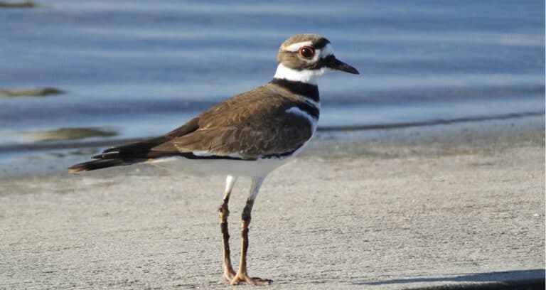 The 10 Least Intelligent Birds in the World - A-Z Animals