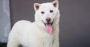Kishu Animal Facts - Canis lupus familiaris - A-Z Animals